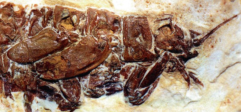 Nieuwe uitgestorven insectensoort ontdekt - KIJK Magazine