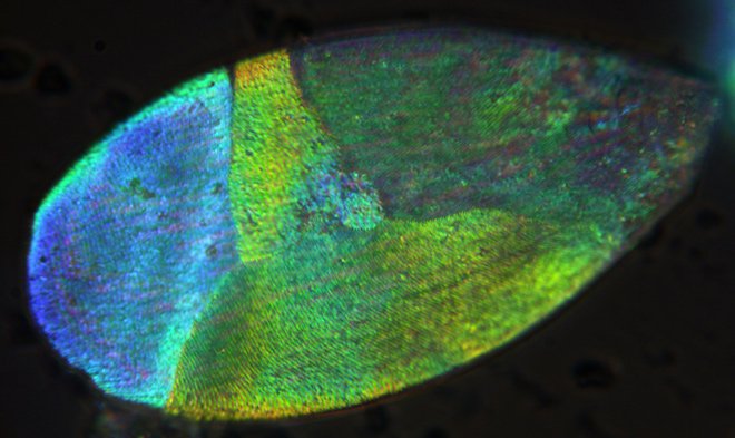 Gronings team ontdekt geheim snuitkever - KIJK Magazine