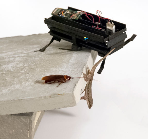 Kakkerlak inspiratie voor ninjarobot - KIJK Magazine