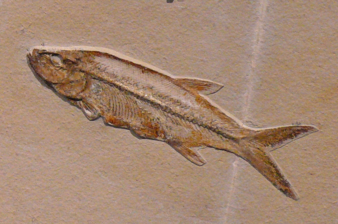 Onderzoekers maken fossiel in één dag - KIJK Magazine