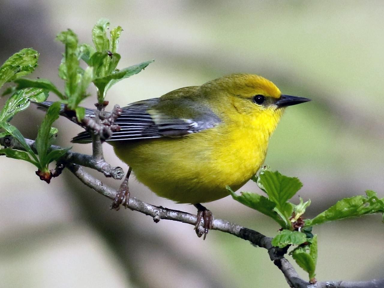 Deze vogel bestaat uit drie soorten - KIJK Magazine