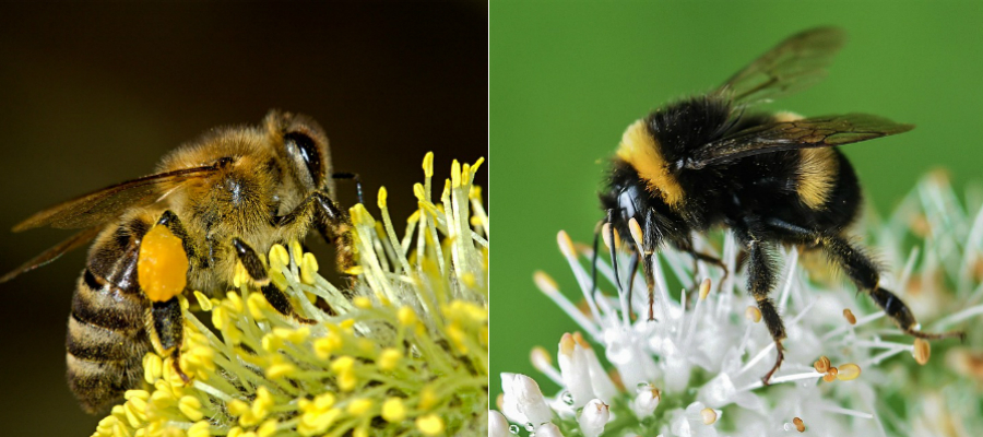 ‘Hommelrugzakje’ monitort omgeving | KIJK Magazine