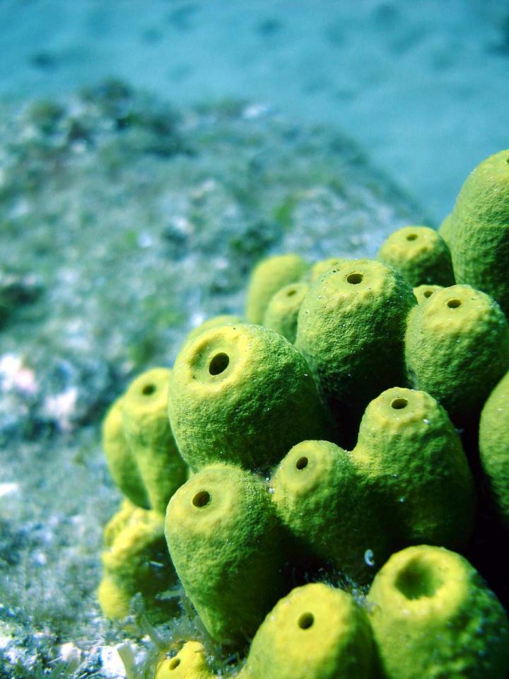 Filterende sponzen verzamelen DNA - KIJK Magazine