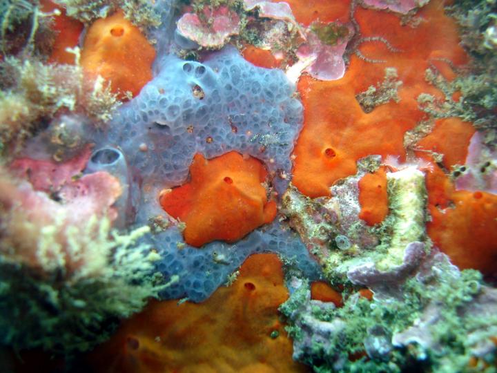 Filterende sponzen verzamelen DNA - KIJK Magazine