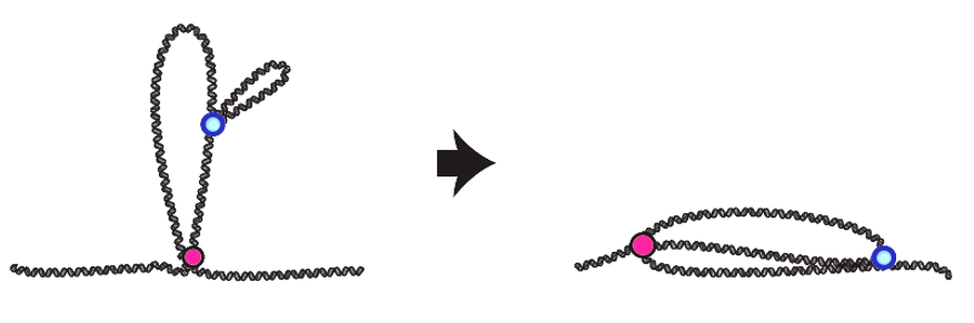 DNA vormt de letter Z - KIJK Magazine