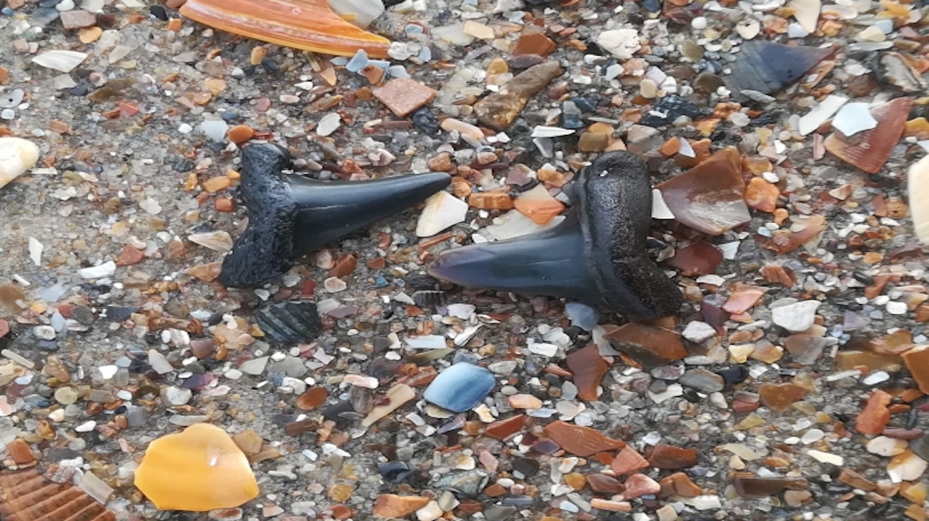 Vijf hotspots voor fossielen in Nederland - KIJK Magazine