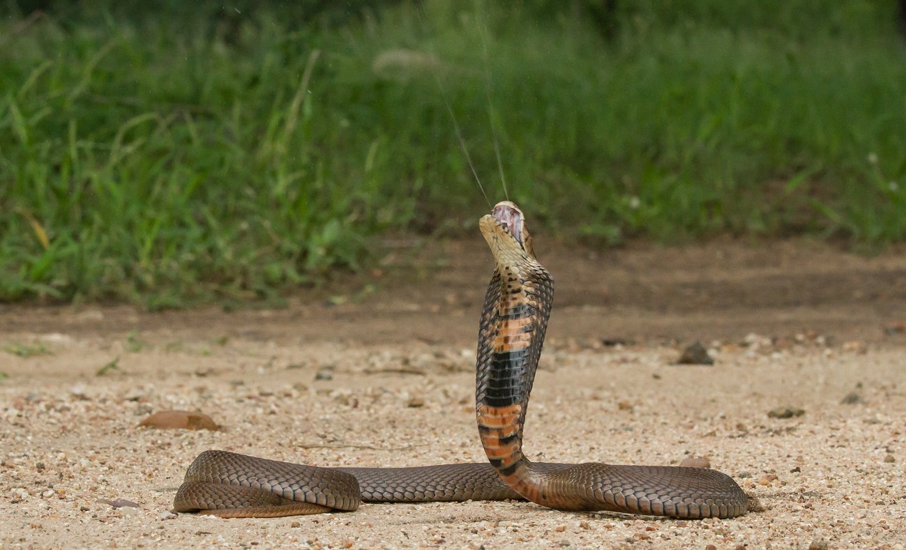Slangen schieten gif om (menselijke) vijanden op afstand te houden ...
