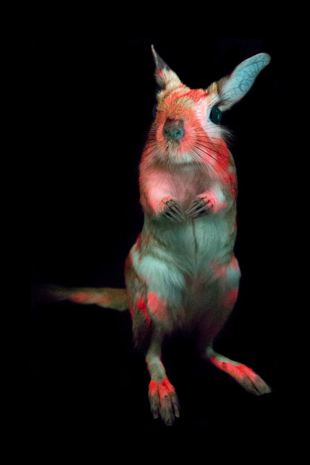 De springhaas gloeit onder een uv-lamp - KIJK Magazine