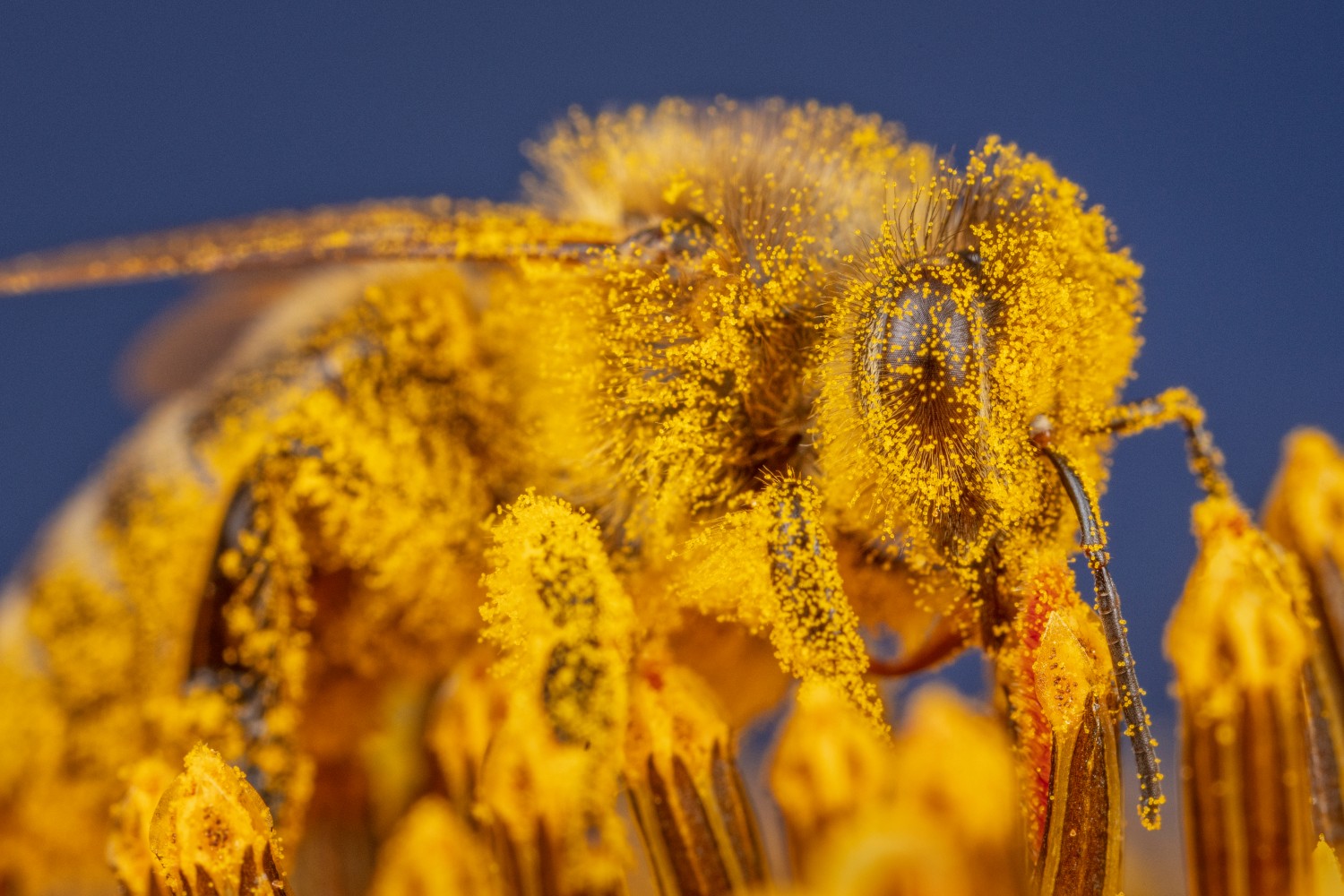 Picture Perfect: bezig bijtje - KIJK Magazine
