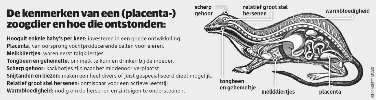 Dit is de voorouder van alle zoogdieren - KIJK Magazine