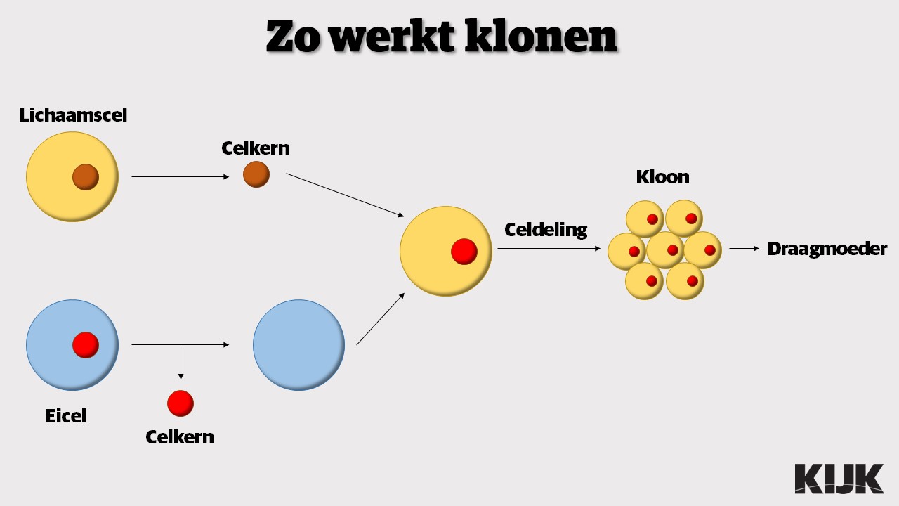 Is die gekloonde hond echt dezelfde als het origineel? - KIJK Magazine