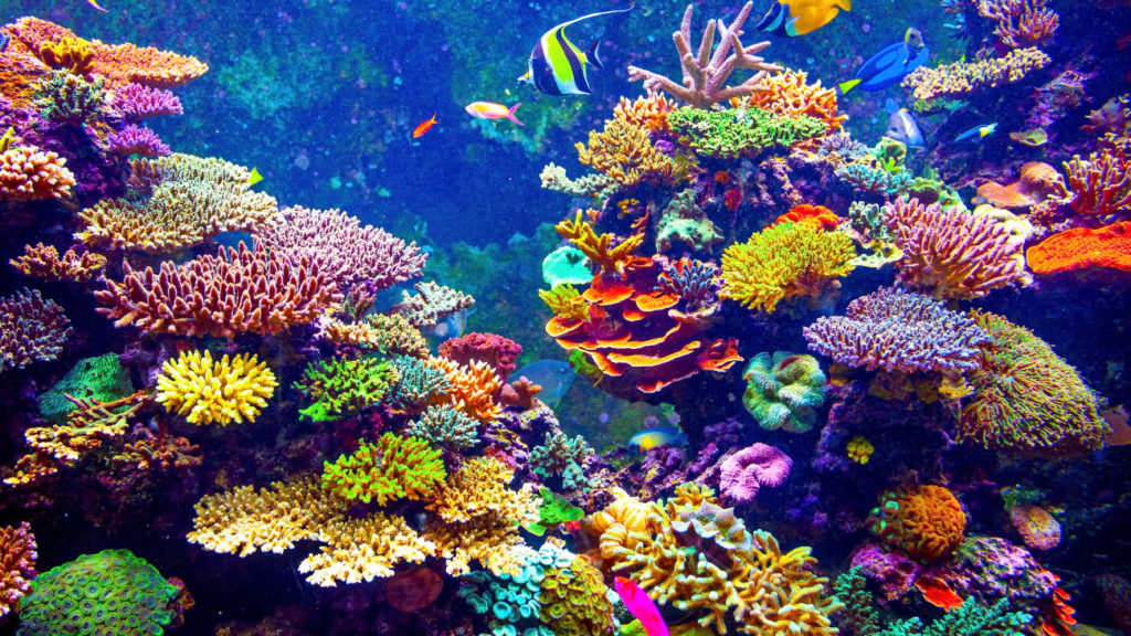 Vijf mooie koralenfoto's - KIJK Magazine