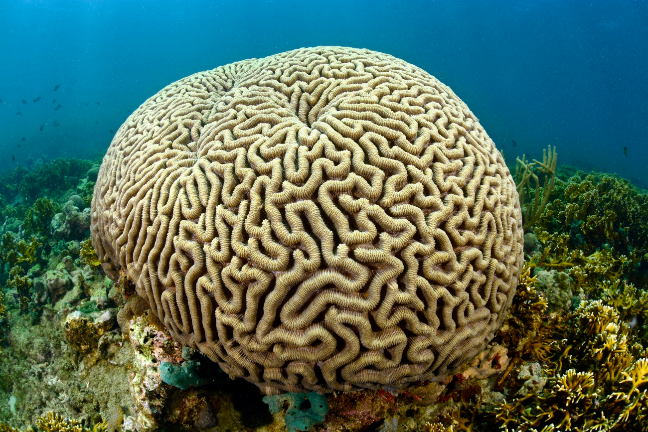 Vijf mooie koralenfoto's - KIJK Magazine