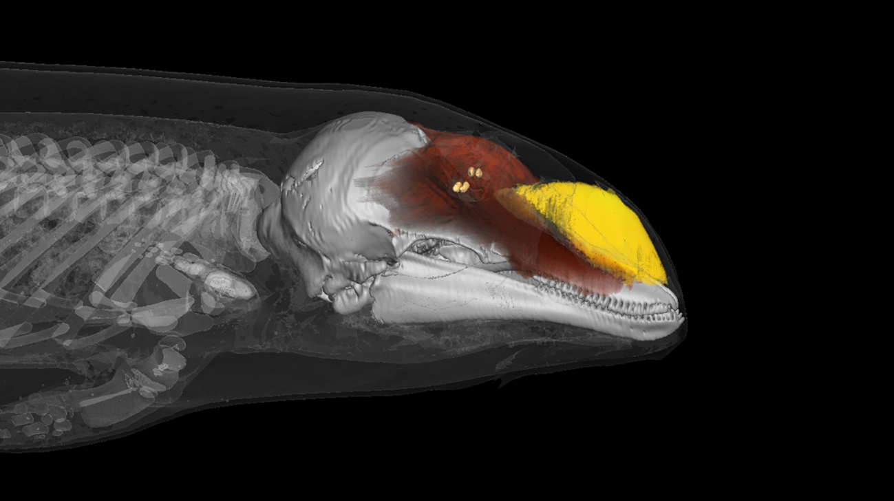 Dolfijnen hebben stembanden in hun neus - KIJK Magazine