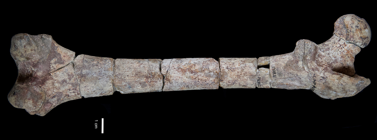 Oudste grote aap liep rechtop en at bladeren - KIJK Magazine