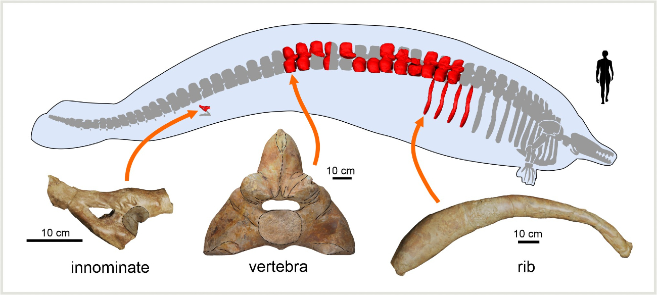 Prehistorische walvis was mogelijk grootste dier ooit - KIJK Magazine