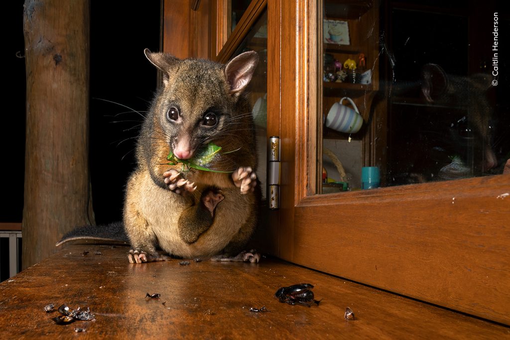 Wildlife Photographer of the Year: tien van de beste inzendingen - KIJK