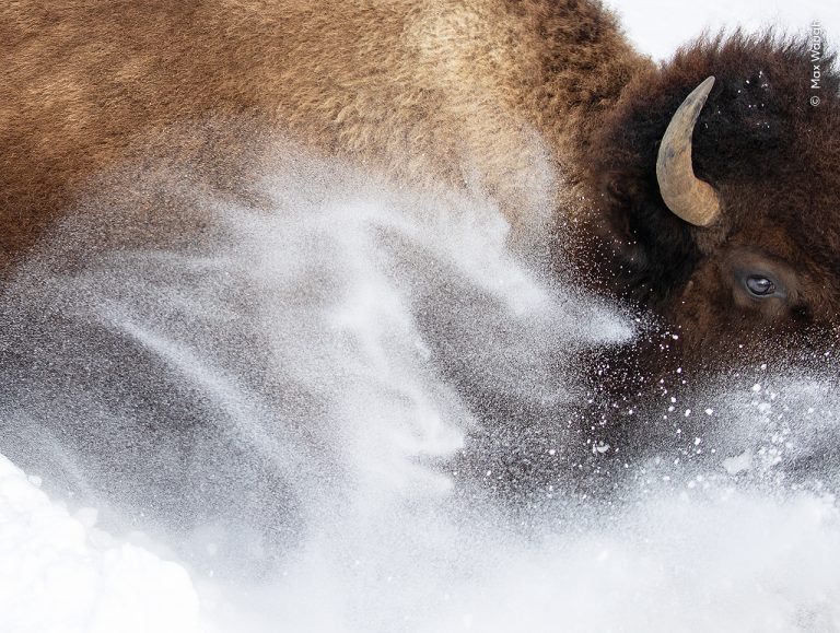 Wildlife Photographer of the Year: tien van de beste inzendingen - KIJK