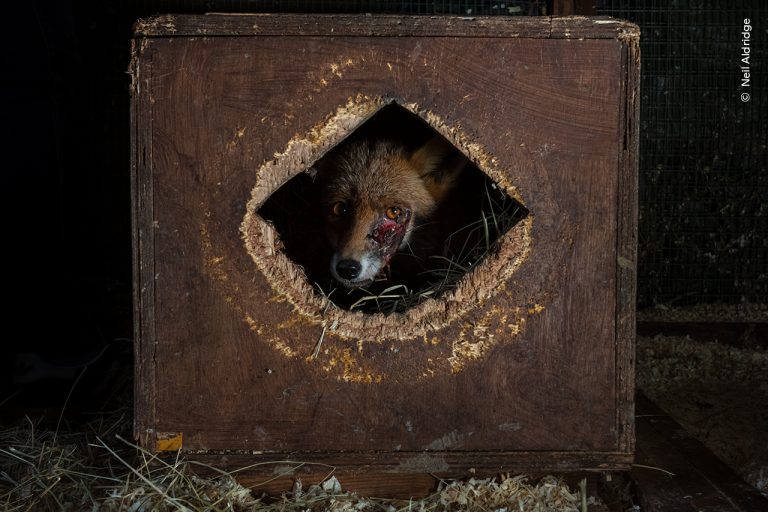 Wildlife Photographer of the Year: tien van de beste inzendingen - KIJK