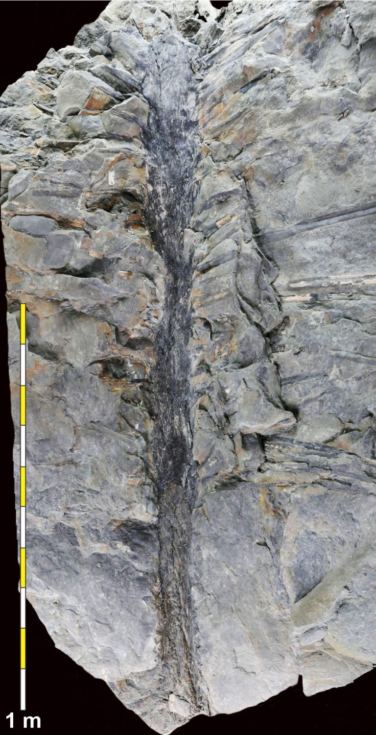 Deze prehistorische 'boom' zag er wel heel bijzonder uit - KIJK Magazine