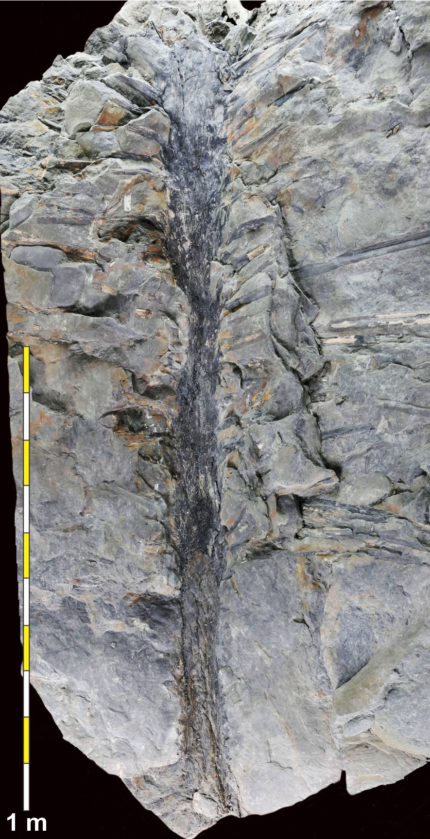 Deze prehistorische 'boom' zag er wel heel bijzonder uit - KIJK Magazine