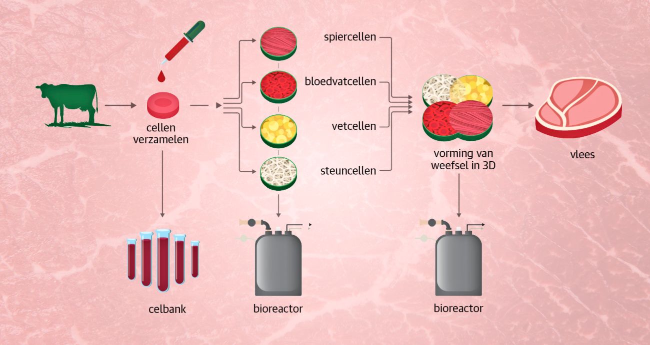 Kweekvlees: hoe wordt het gemaakt? - KIJK Magazine