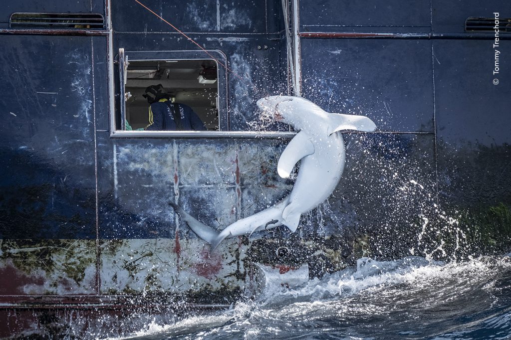 Wildlife Photographer of the Year: twaalf van de beste inzendingen ...