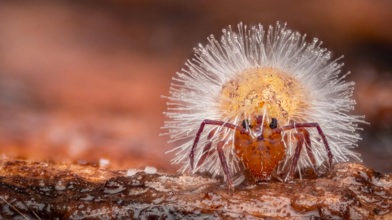 Picture Perfect: schimmelige springstaart - KIJK Magazine