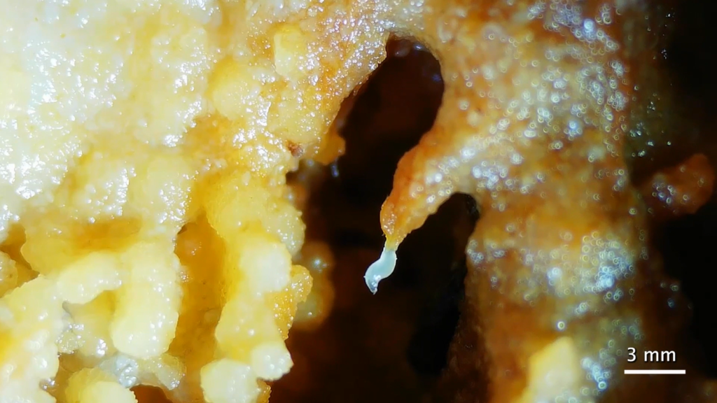 Rondwormen vormen levende torens - KIJK Magazine