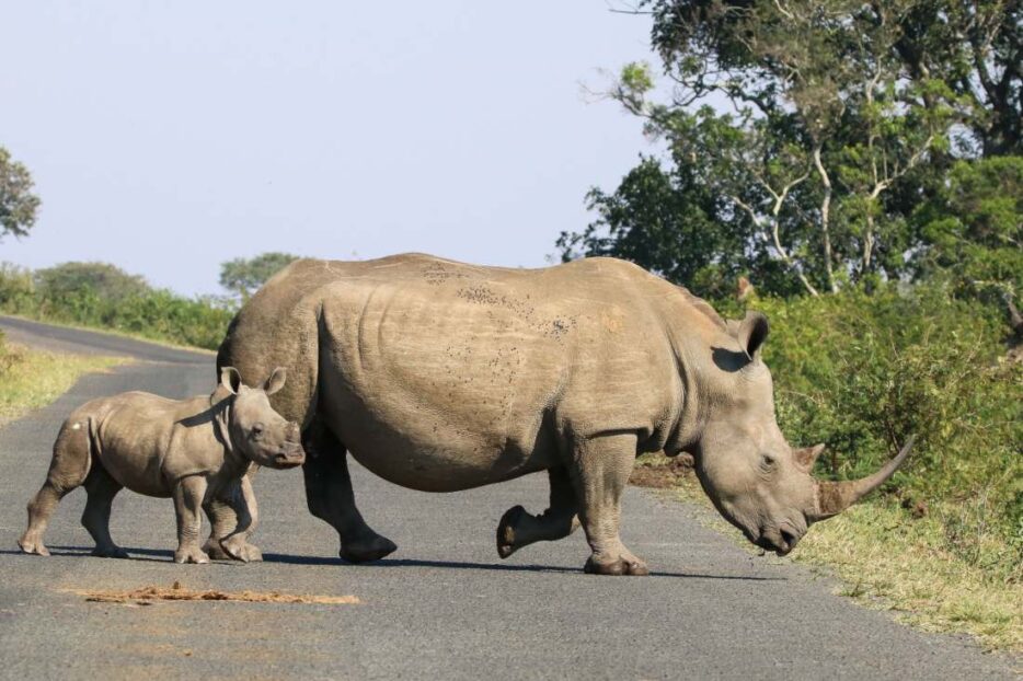 Het onthoornen van neushoorns redt ze van de stroop - KIJK Magazine