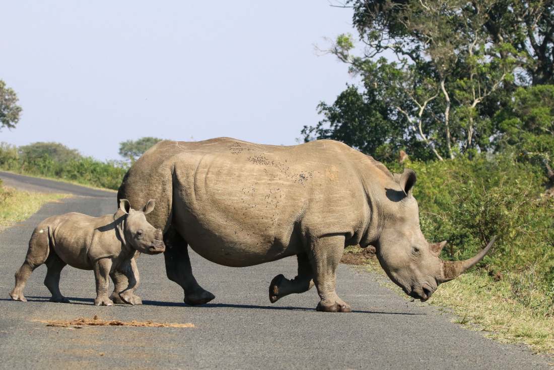 Het onthoornen van neushoorns redt ze van de stroop - KIJK Magazine