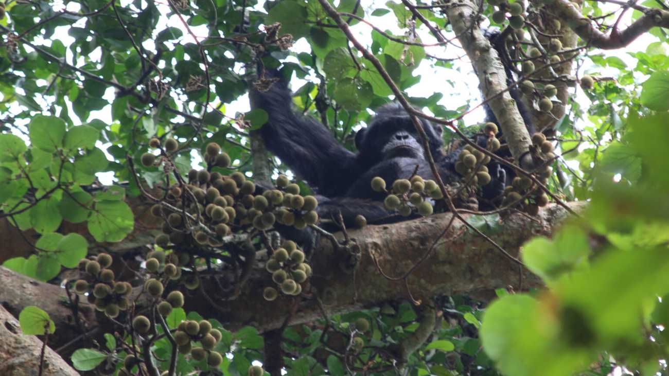 Twee glazen bier per dag: chimpansees krijgen veel alcohol binnen door rijp fruit te eten - KIJK ...