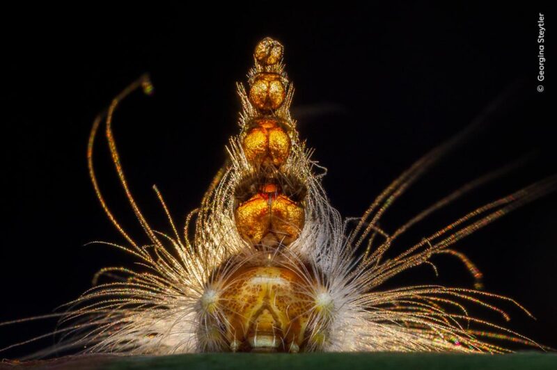 Wildlife Photographer of the Year: dit zijn de zeventien beste ...