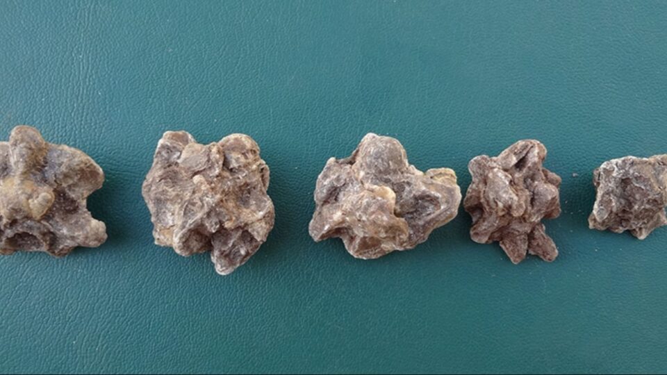 Anaconda’s waren 12 miljoen jaar geleden net zo groot