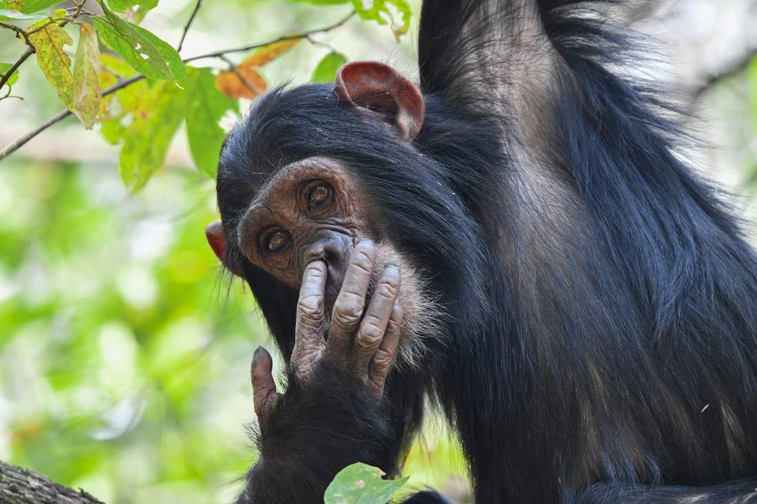 Deze dierenfoto’s zijn uitgeroepen tot de grappigste van 2025 - KIJK ...