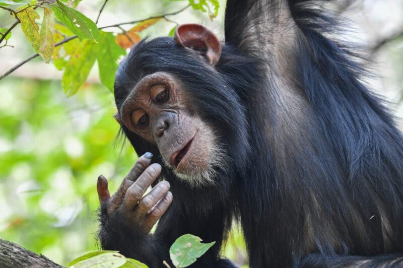 Deze dierenfoto’s zijn uitgeroepen tot de grappigste van 2025 - KIJK ...